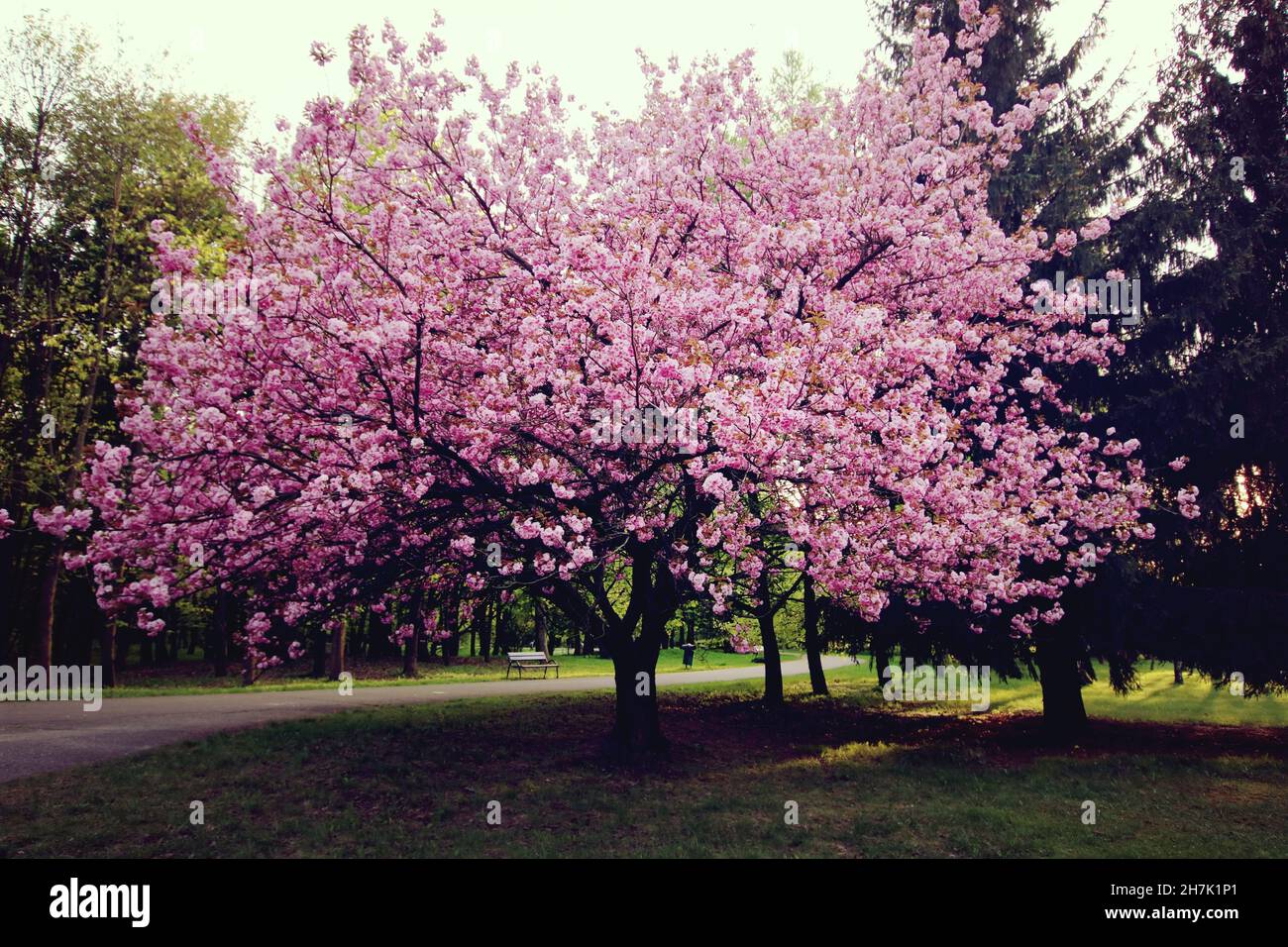Cherry blossom tree in bloom Stock Photo - Alamy