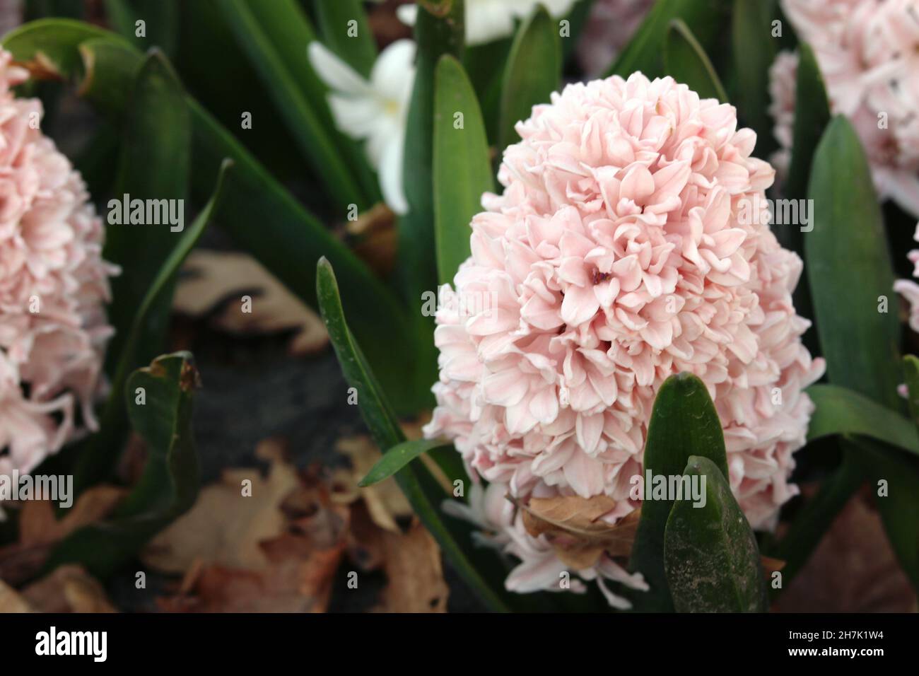 Picture of hyacinth hi-res stock photography and images - Alamy