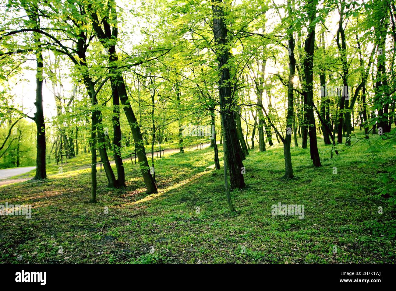 Lush green forest, park path during spring time, Poznan, Park Cytadela ...