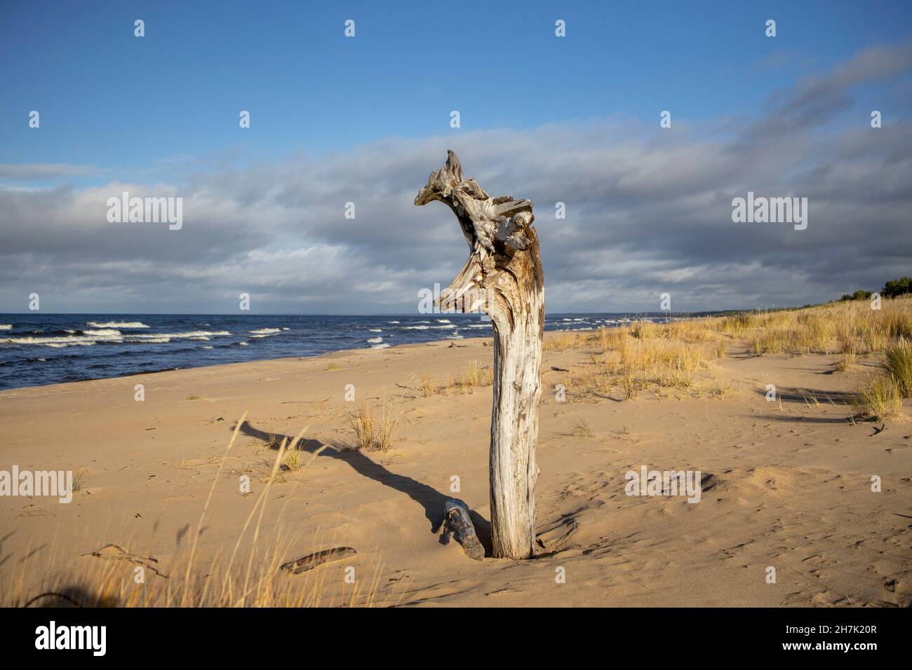 Dead tree on the beach hi-res stock photography and images - Alamy