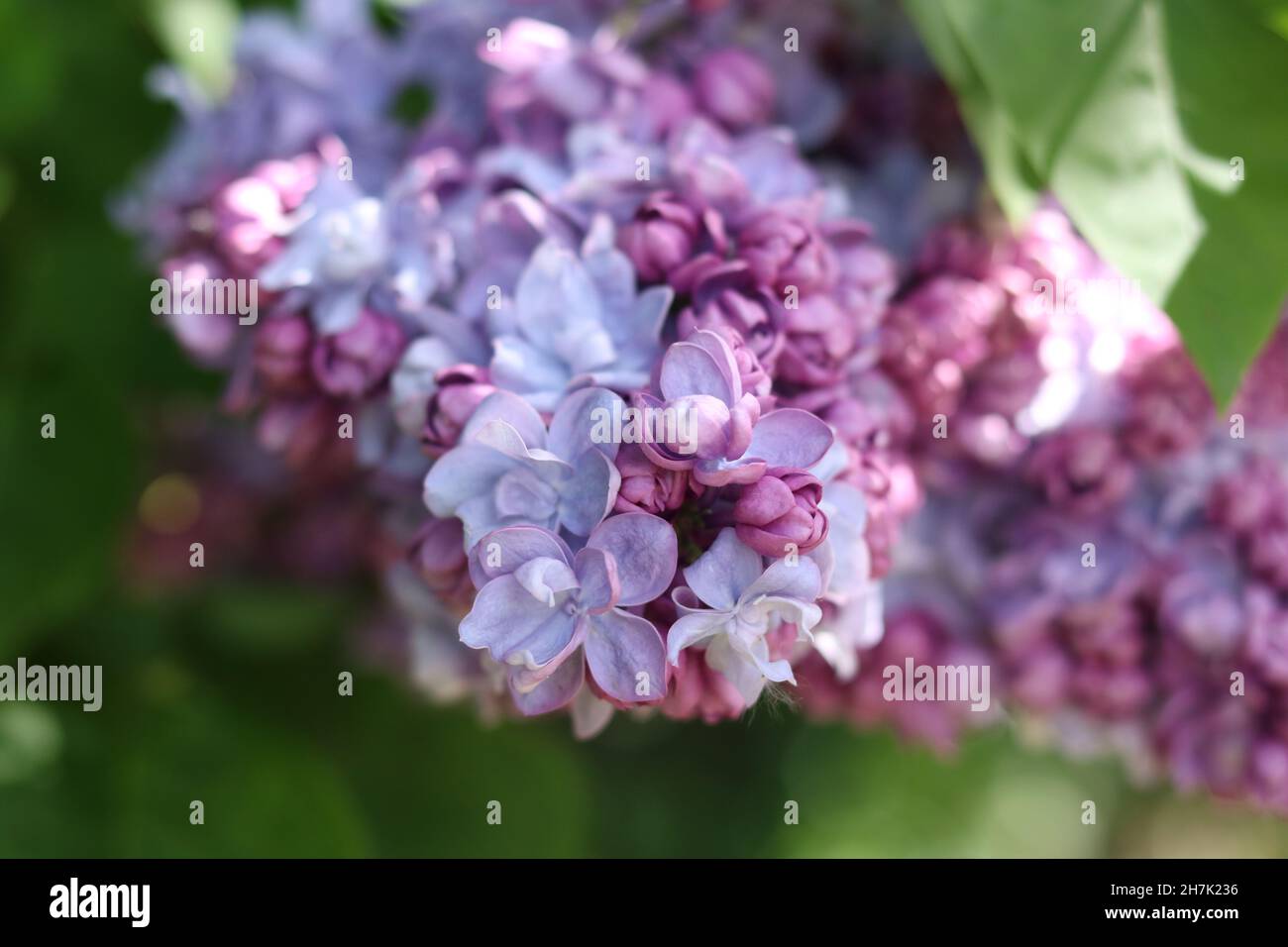 Lilac, elder tree, sambucus, bourtree Stock Photo - Alamy