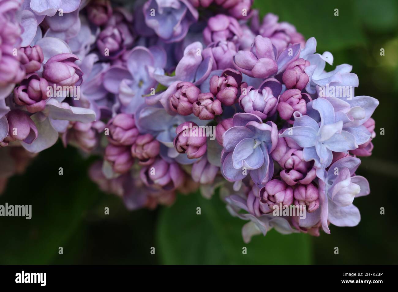 Lilac, elder tree, sambucus, bourtree Stock Photo - Alamy