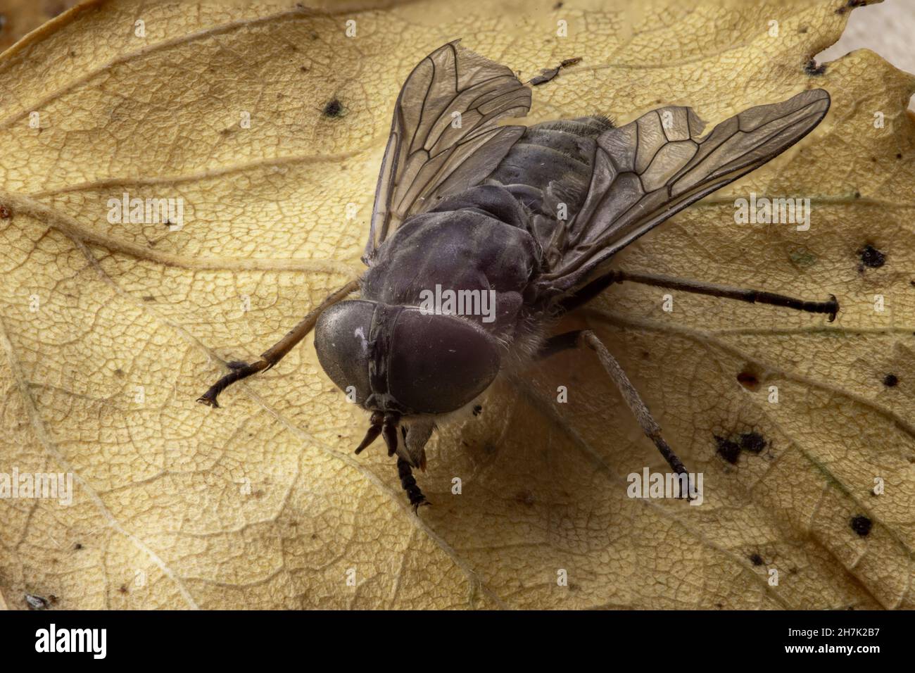 Horse fly bite hi-res stock photography and images - Alamy