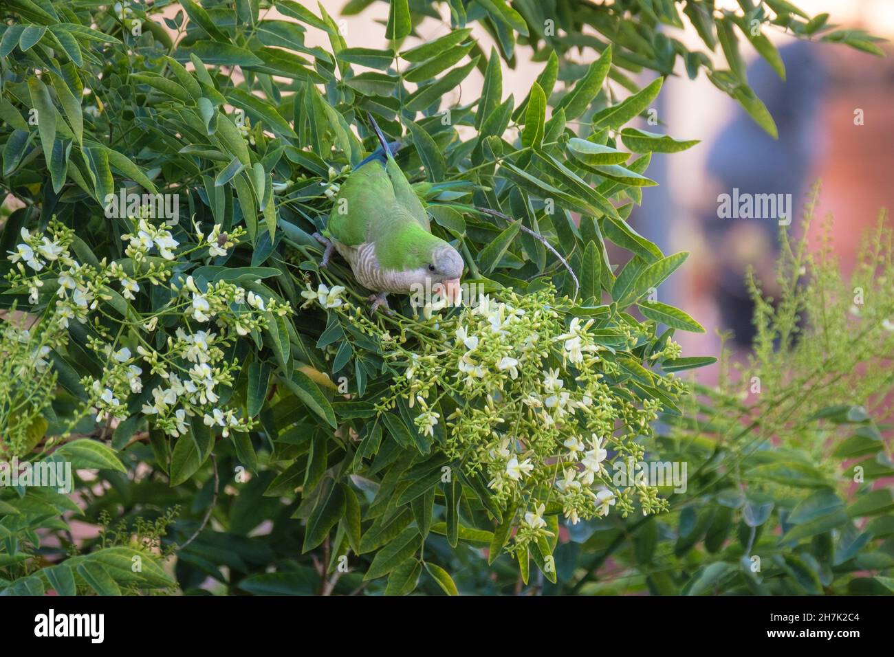 Monk parakeet (Myiopsitta monachus) feeding flowers of Japanese pagoda ...