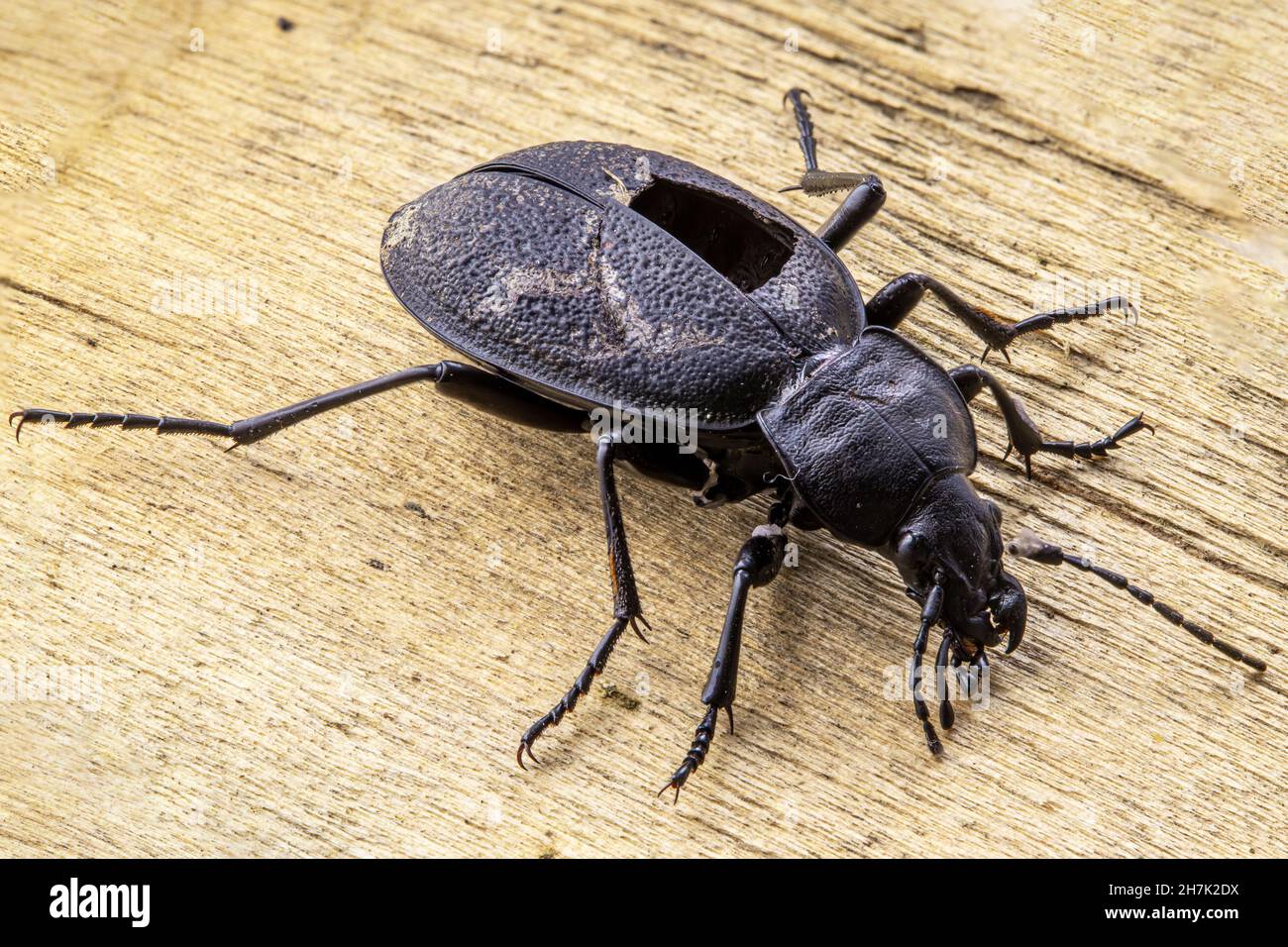 Close up photo of dead beetle lying on a wood Stock Photo - Alamy
