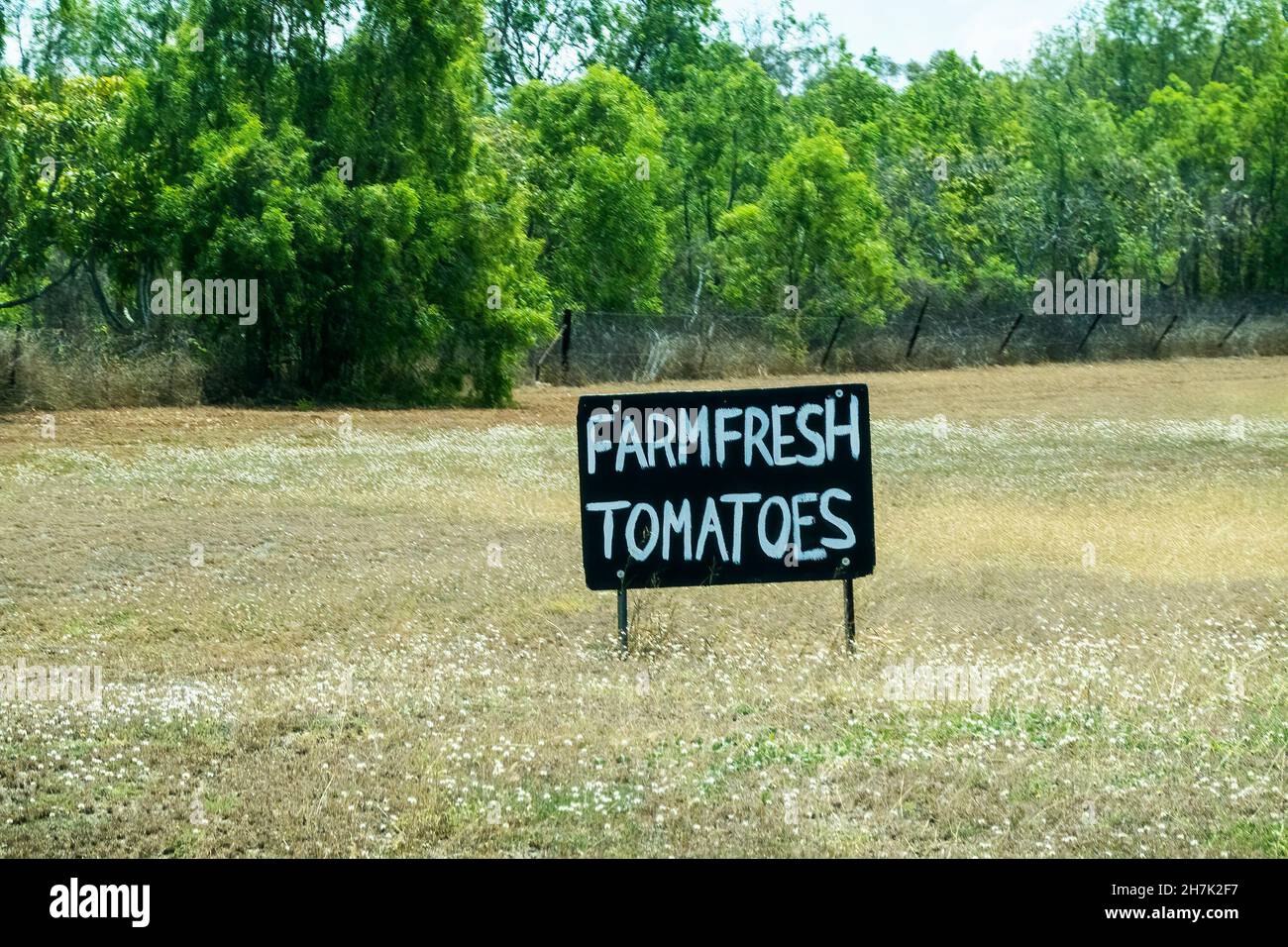 Hand printed sign for farm fresh tomatoes for sale at roadside stall ...