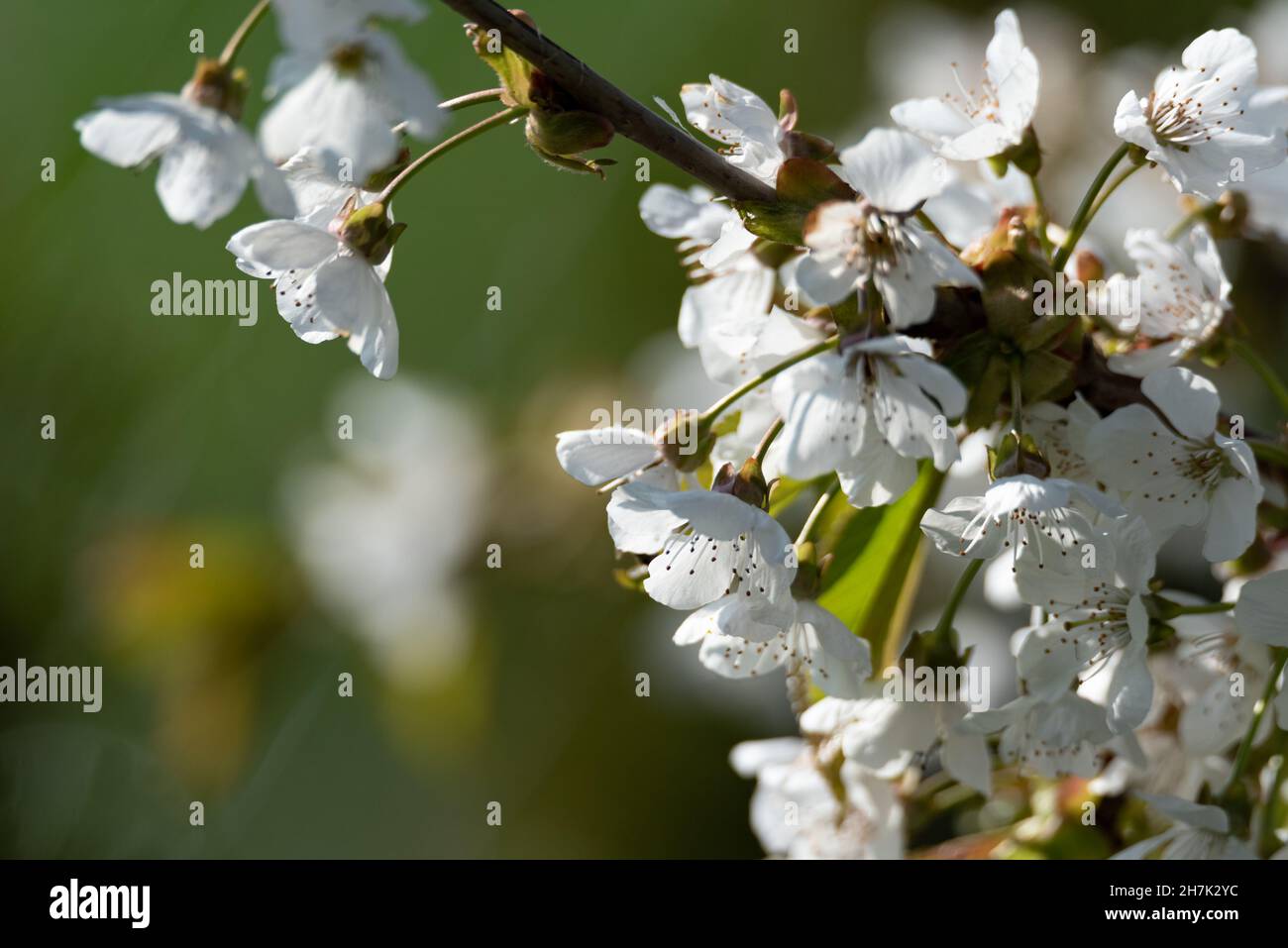 Flowering of fruit trees. White flowers on a cherry tree branch. Spring ...
