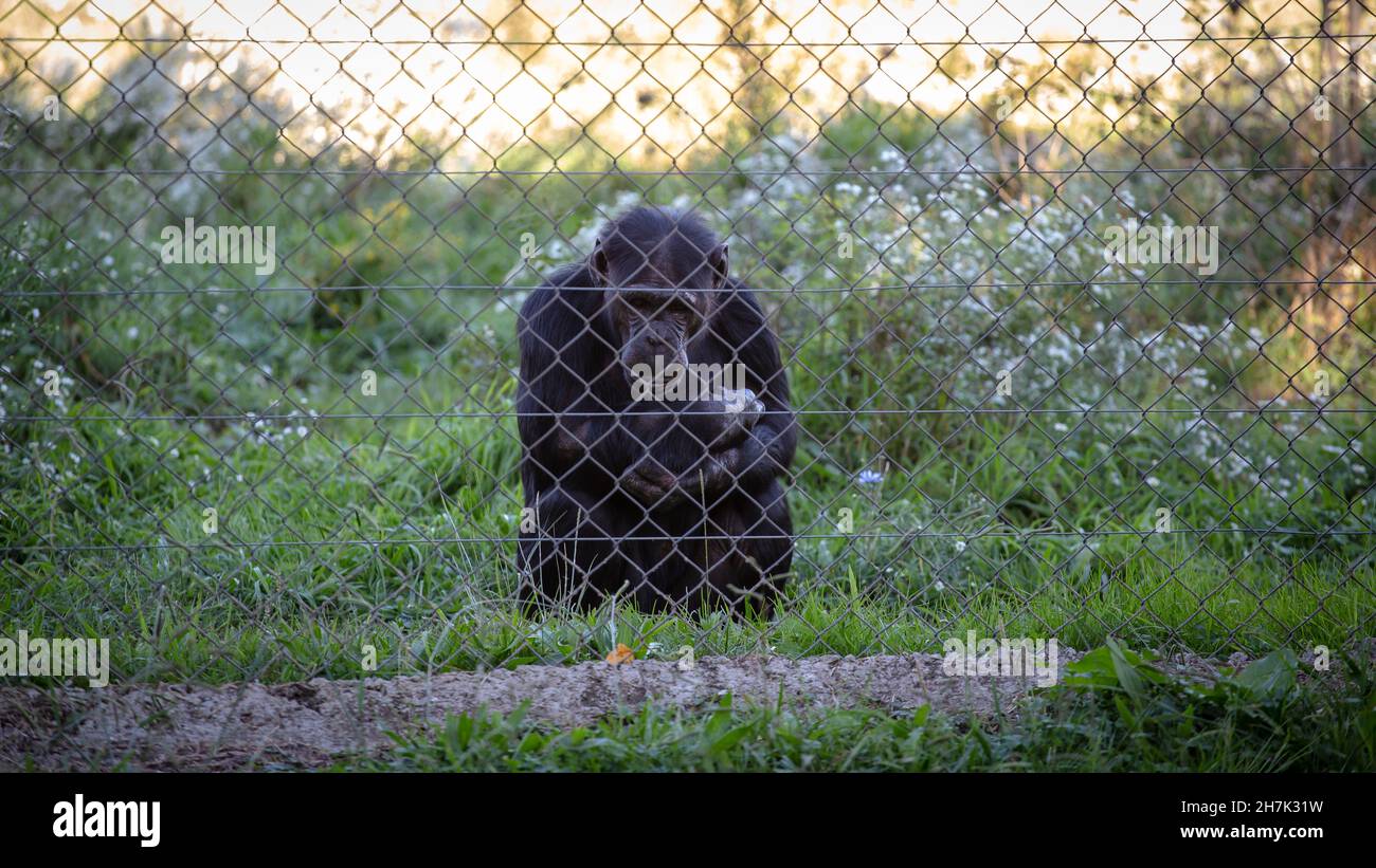 Black quiet wild chimpanzee in captivity behind a metal fence Stock ...