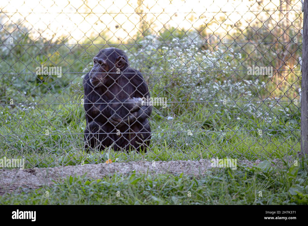 Black quiet wild chimpanzee in captivity behind a metal fence Stock ...