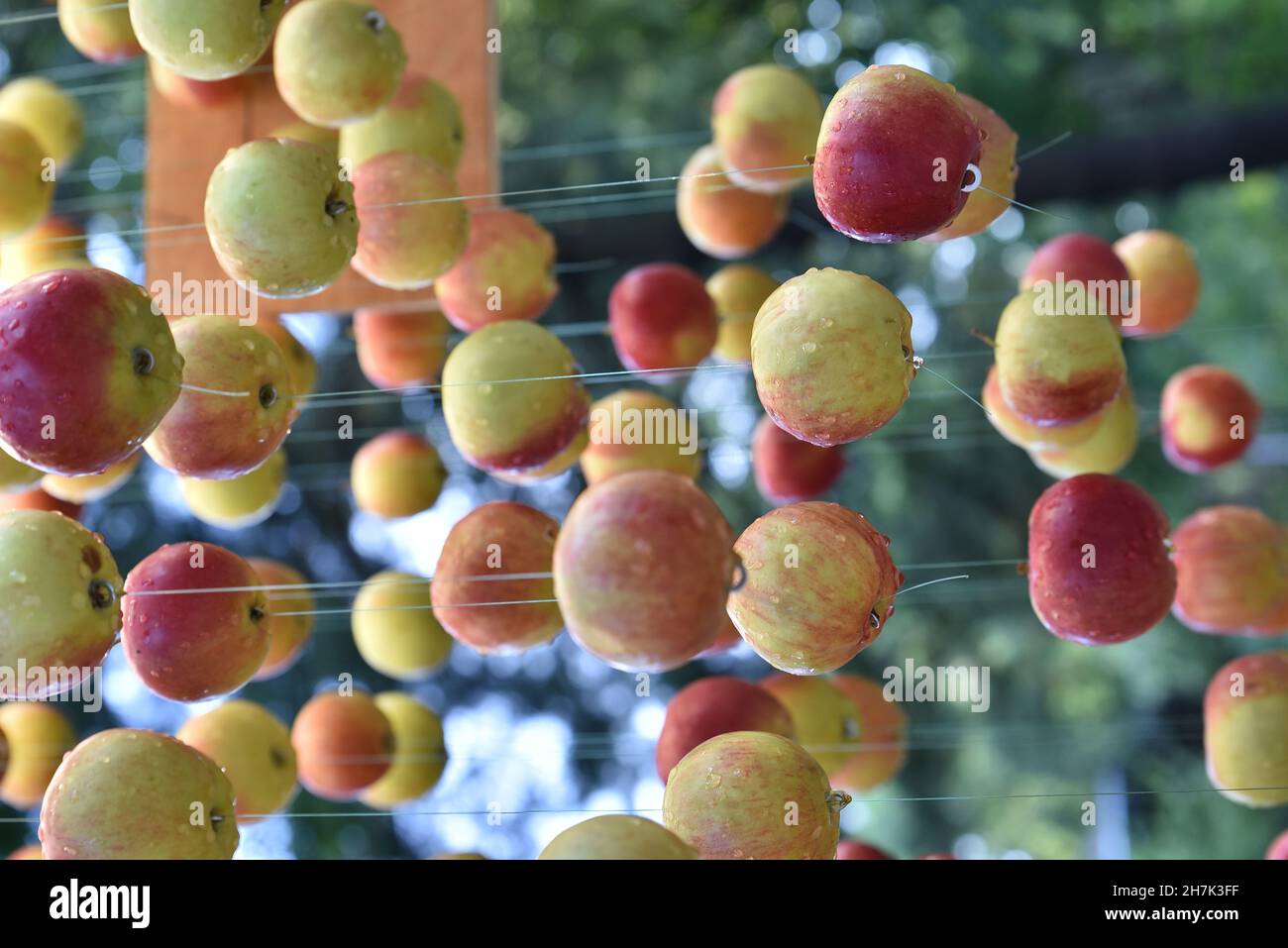 Decoration consisting of ripe apples hanging on the rope arranged for ...