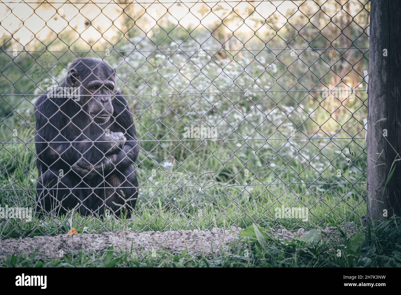 Black quiet wild chimpanzee in captivity behind a metal fence Stock ...