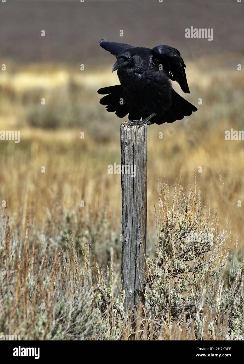 Large raven opens wings and spreads tail while perched on fence post in ...
