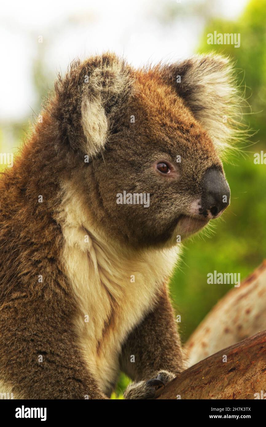 Beautiful sunlit koala portrait at Cape Otway in Victoria, Australia ...