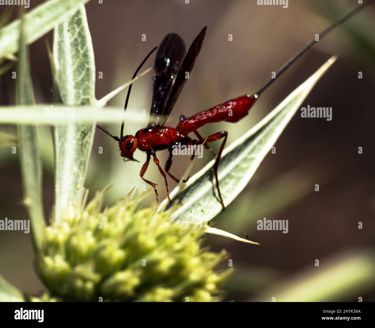 Braconidae hi-res stock photography and images - Alamy