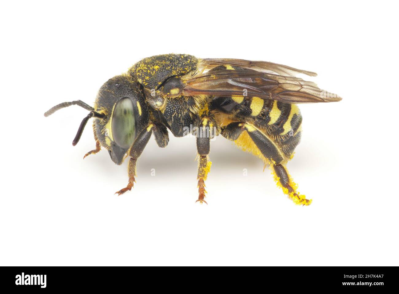Pebble bee Cut Out Stock Images & Pictures - Alamy