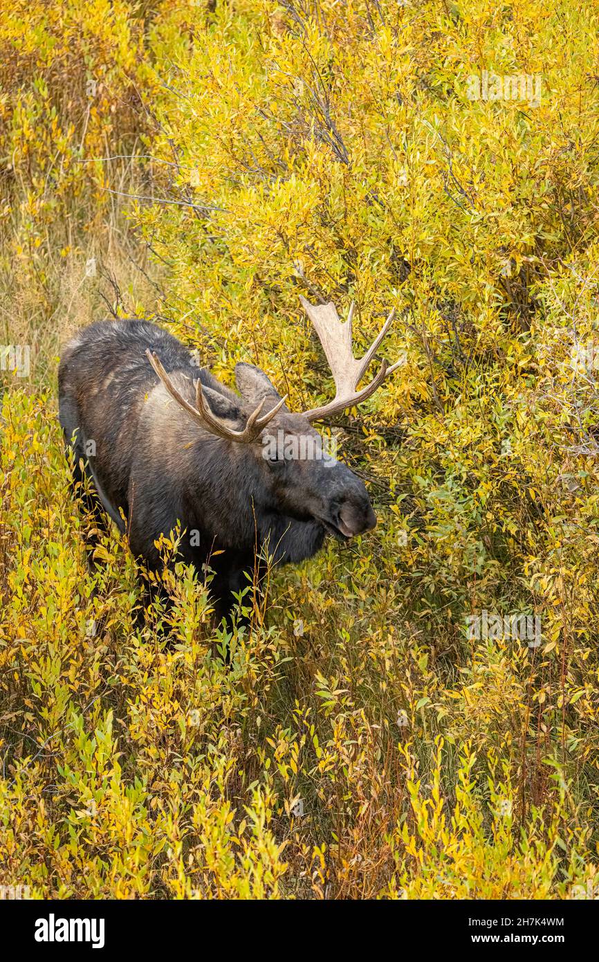 Large bull moose hi-res stock photography and images - Alamy