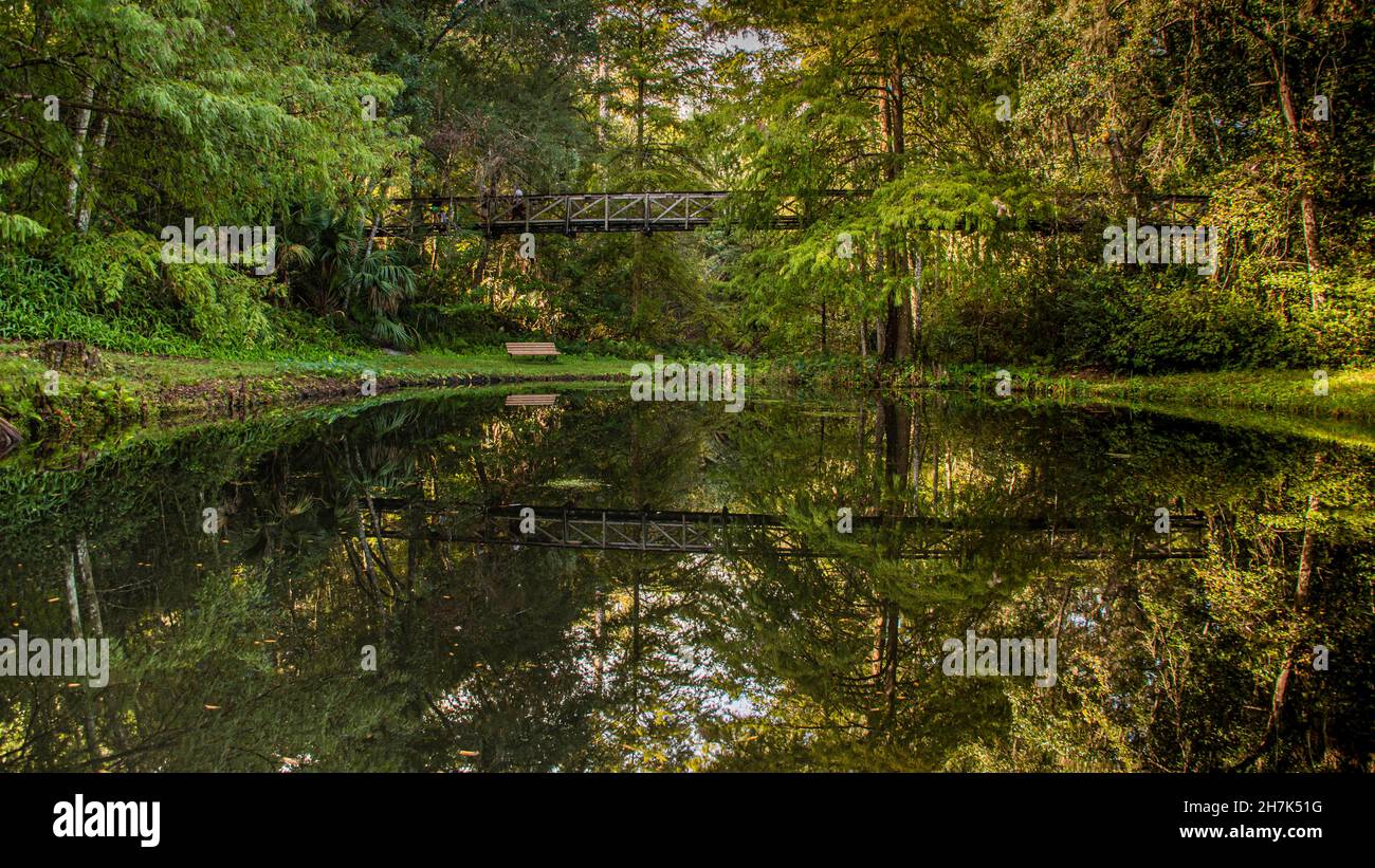 Reflecting palm branches hi-res stock photography and images - Alamy