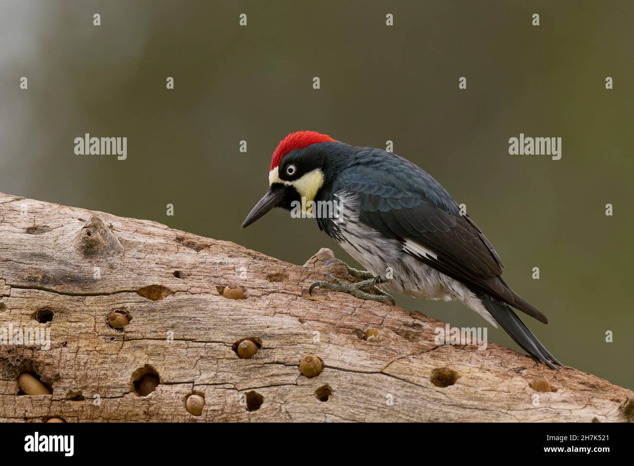 Acorn storing birds hi-res stock photography and images - Alamy