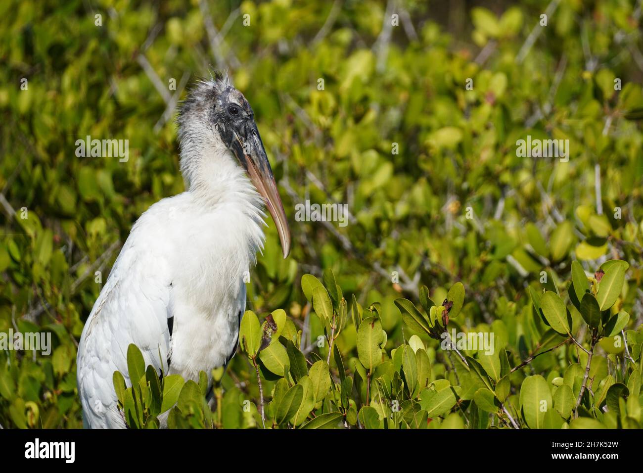 Profile of a Wood Stork (Mycteria americana) perched in a mangrove ...