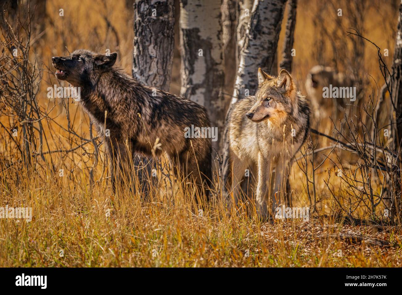 White wolves hi-res stock photography and images - Alamy