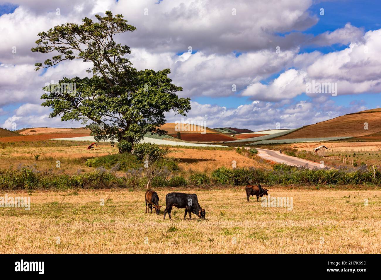 Colorful fields with grazing cows on a lonely road and a tree in ...
