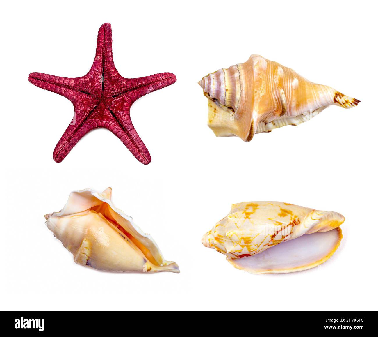 Top view of bright yellow seashell and red starfish from the ocean set ...
