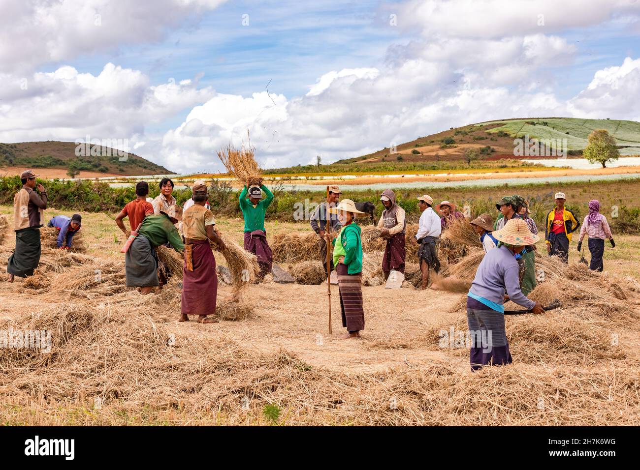 Farmers work in a field in a scenic Myanmar countryside to thresh the ...