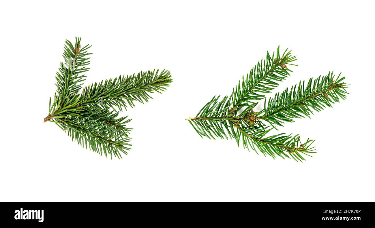 Top view of green fir tree spruce branch with needles set isolated on white background Stock ...