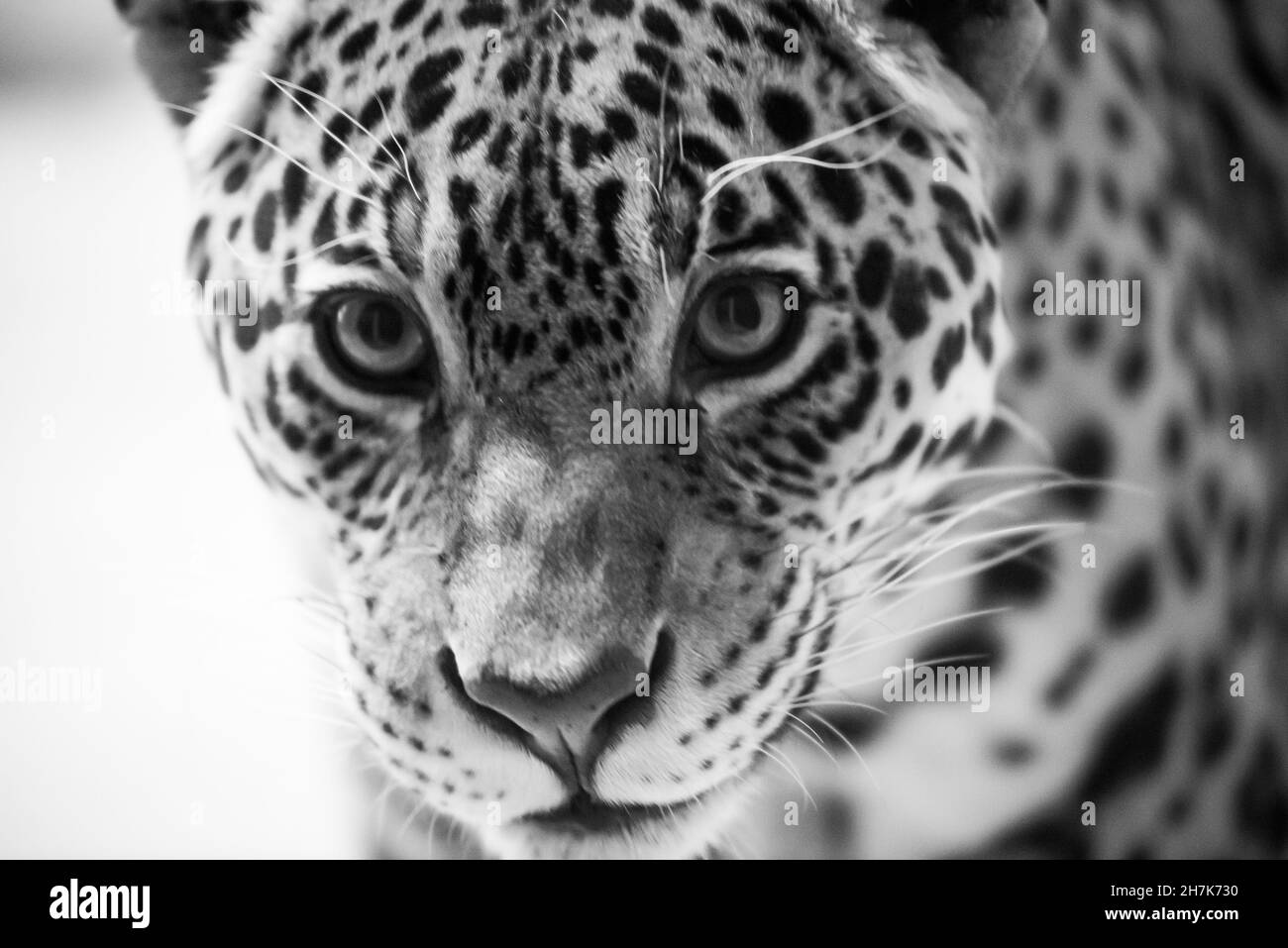 Pantera black Black and White Stock Photos & Images - Alamy
