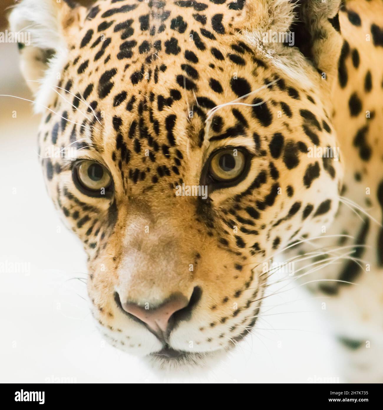 Leopard pantera padus kotiya beast in a rock Stock Photo - Alamy