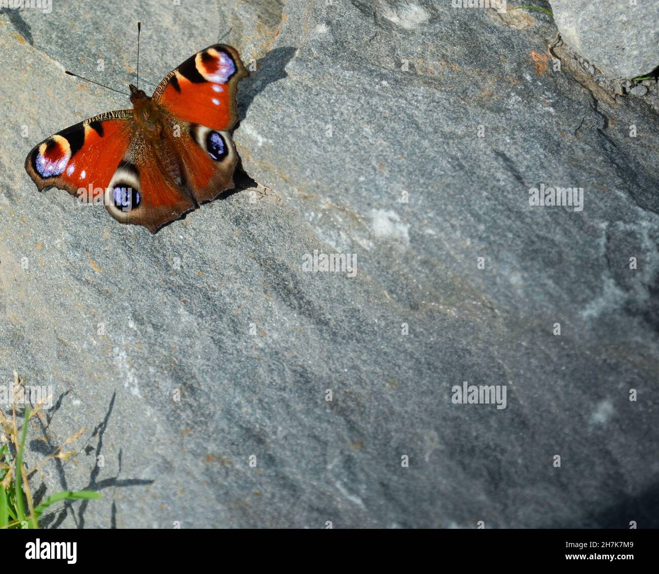 Aesthetic butterfly hi-res stock photography and images - Alamy