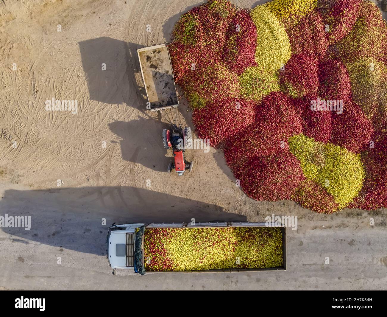 Aerial View of Loader Carries Apples to relocate for the production of ...