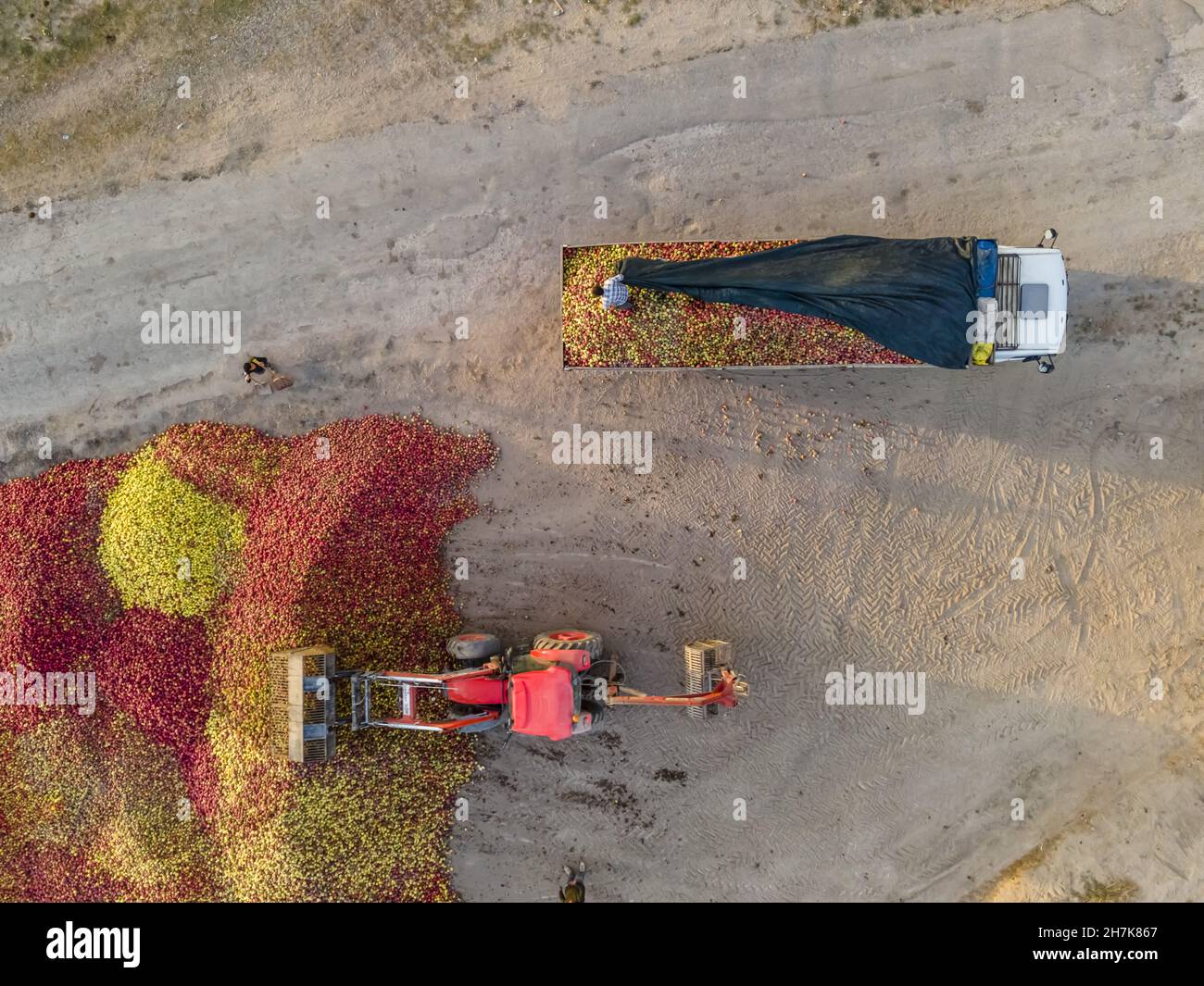 Aerial View of Loader Carries Apples to relocate for the production of ...