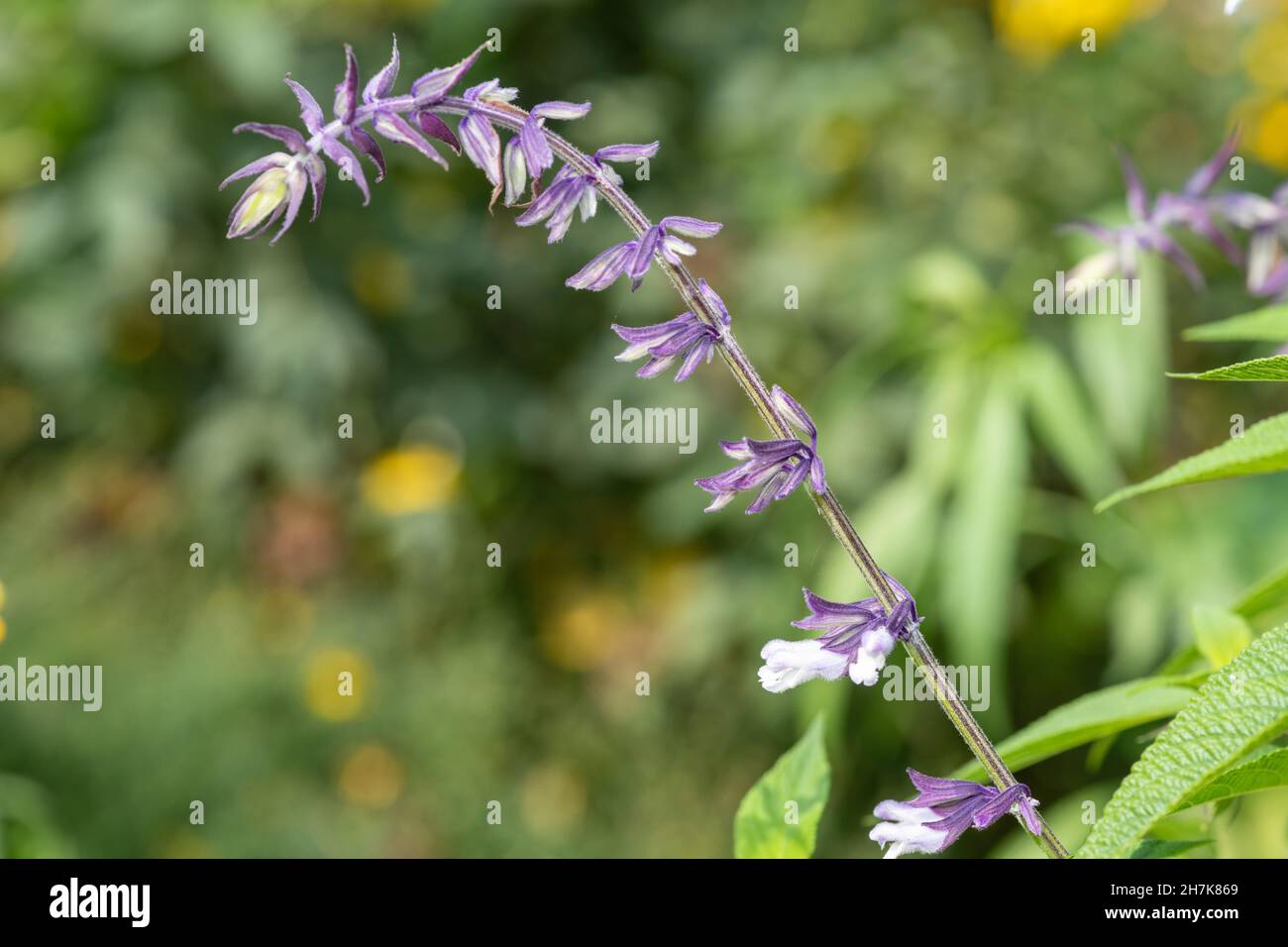 Close up of waverly sage salvia flowers in bloom Stock Photo - Alamy