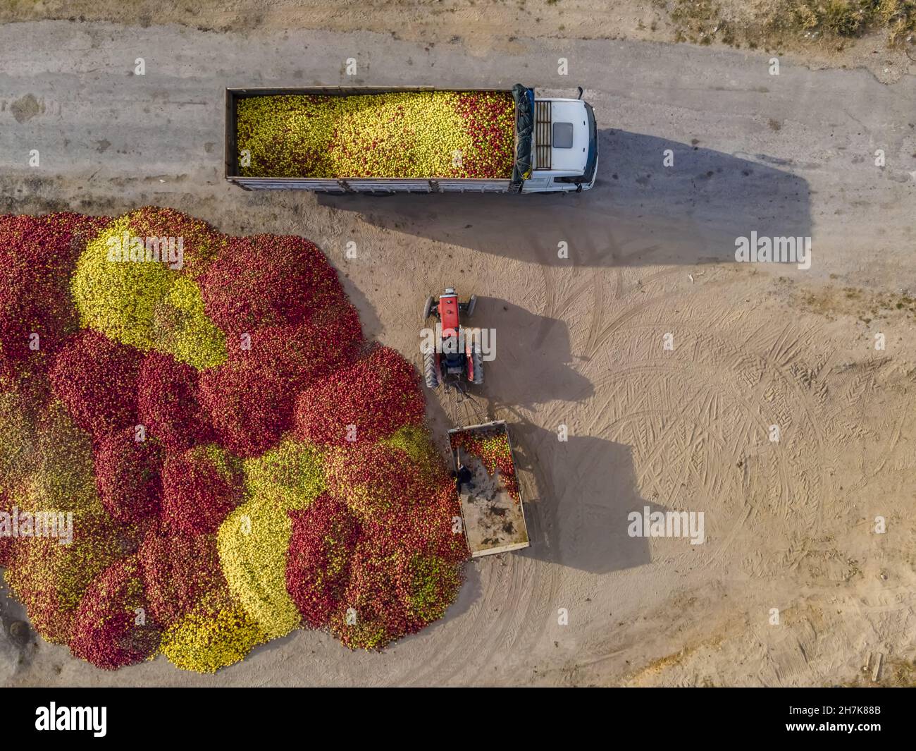 Aerial View of Loader Carries Apples to relocate for the production of ...