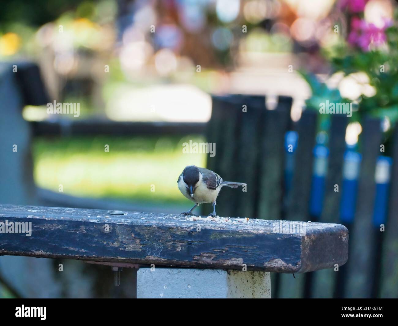 Bird on bench in hi-res stock photography and images - Alamy