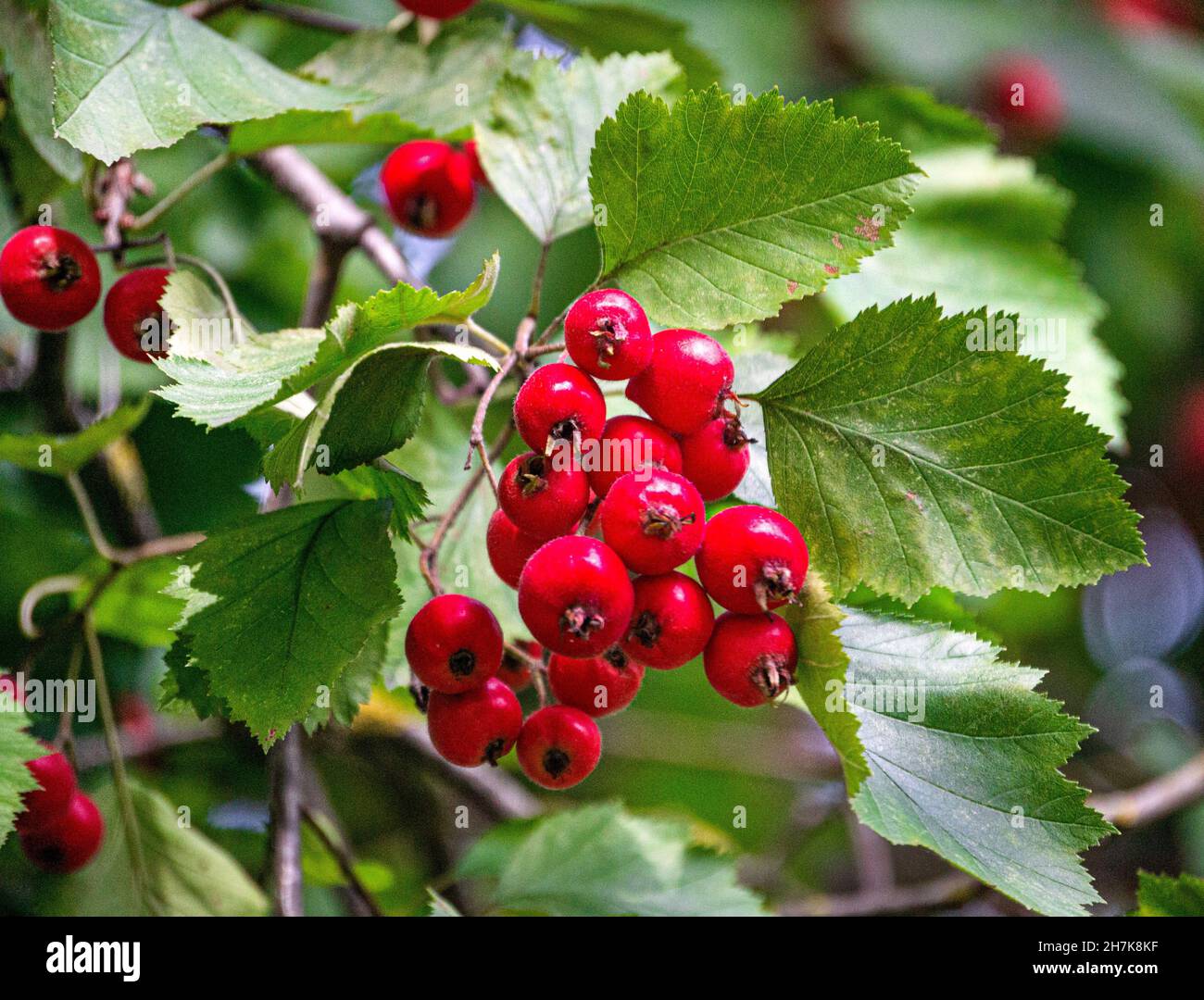 Medicinal fruits hi-res stock photography and images - Alamy