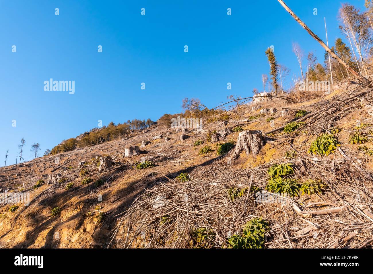 Beautiful scene of Burned trees cut down and cleared after the fire ...