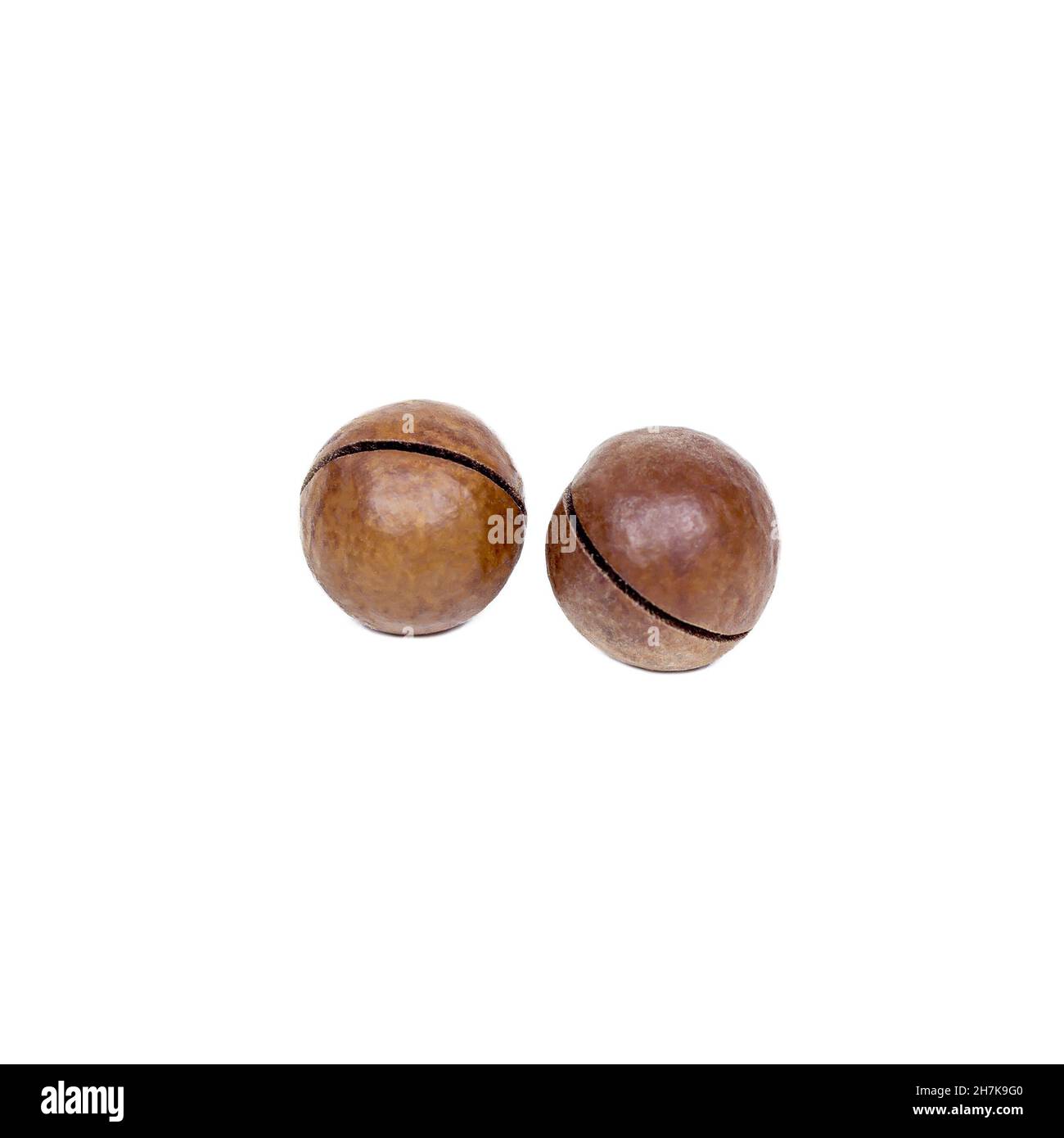 Fresh raw brown round macadamia nuts isolated on white background Stock ...