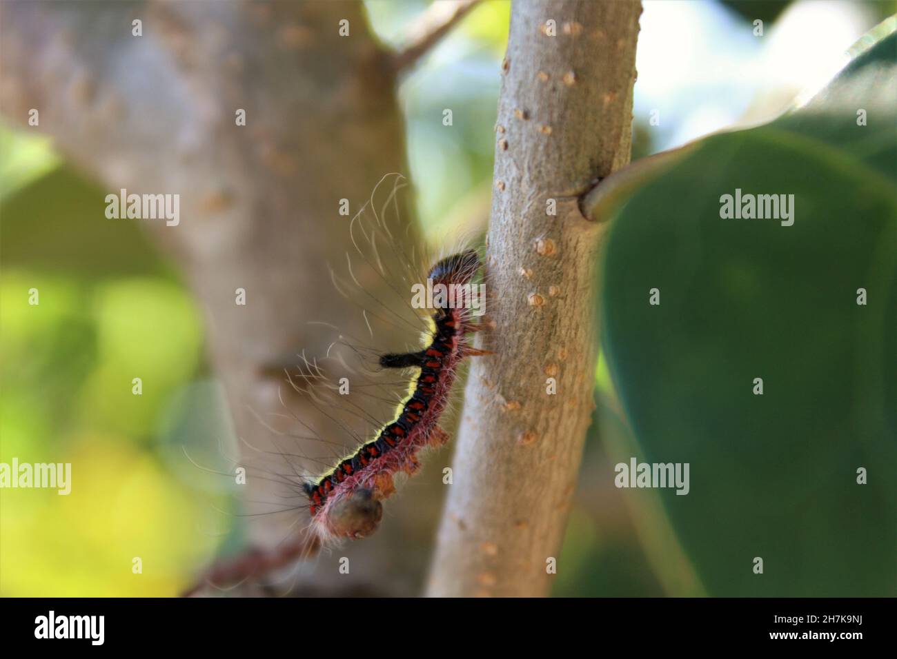 Beautiful hairy caterpillar climbing on a tree Stock Photo - Alamy