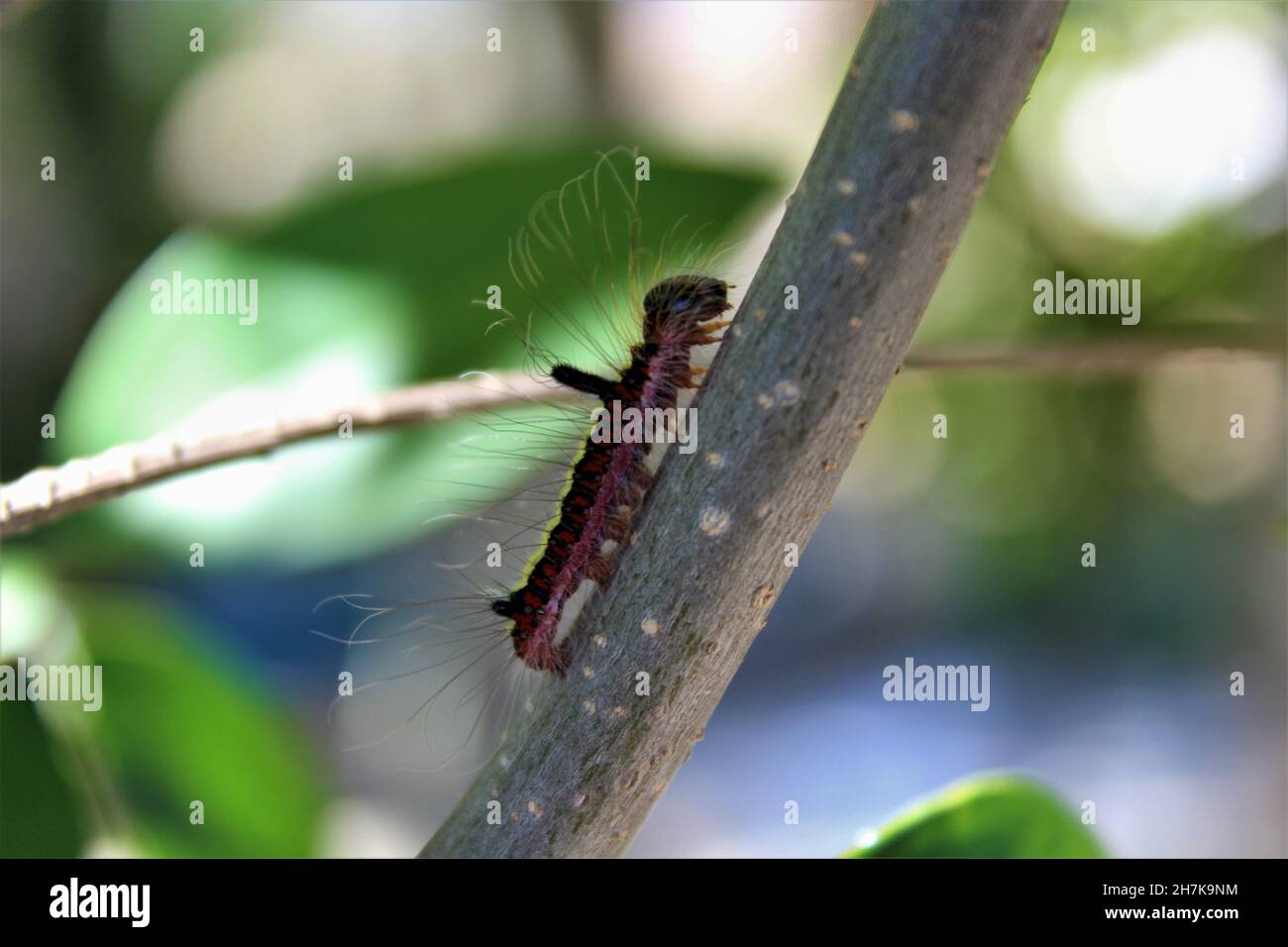 Beautiful hairy caterpillar climbing on a tree Stock Photo - Alamy