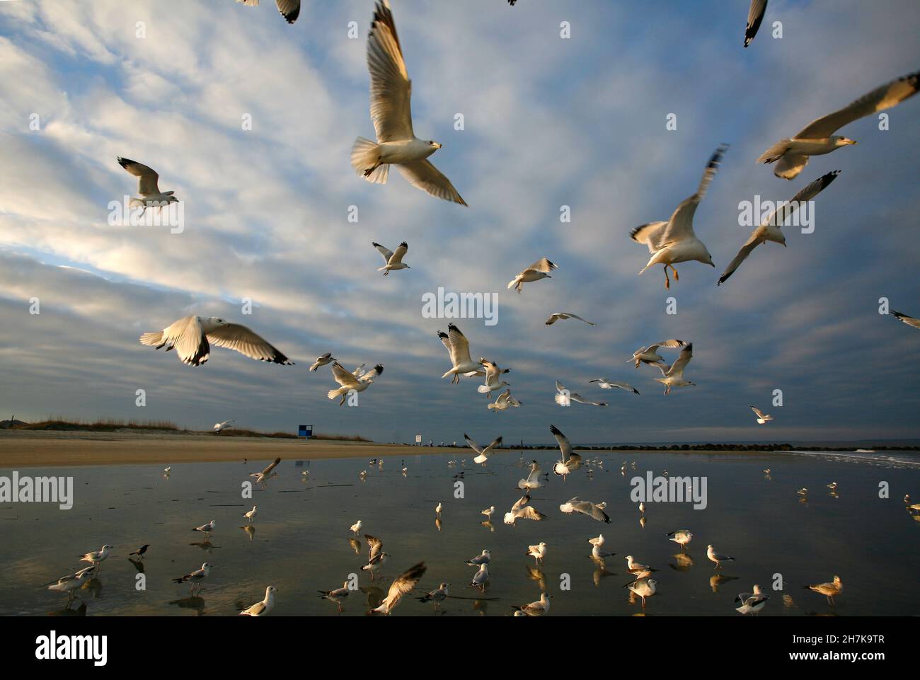 Georgia fauna hi-res stock photography and images - Alamy