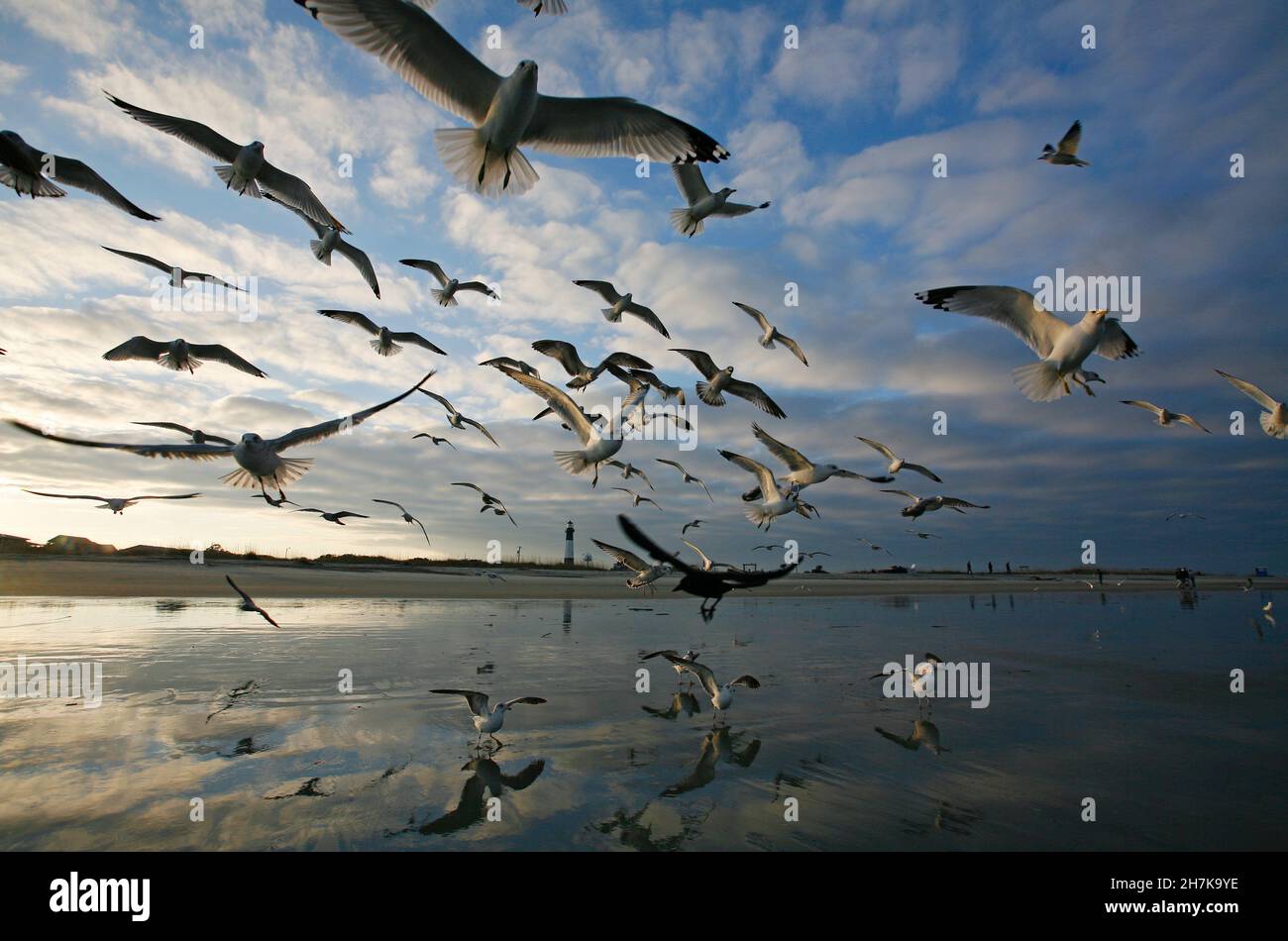 Atlantic gull hi-res stock photography and images - Alamy