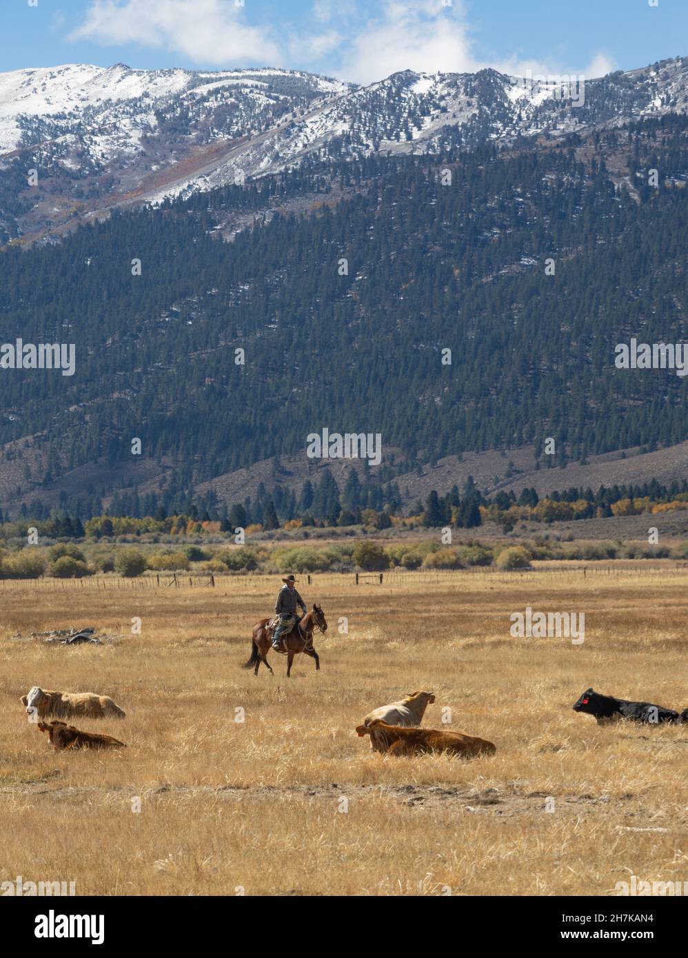 Cowboy herding cattle below snow covered mountains Stock Photo - Alamy