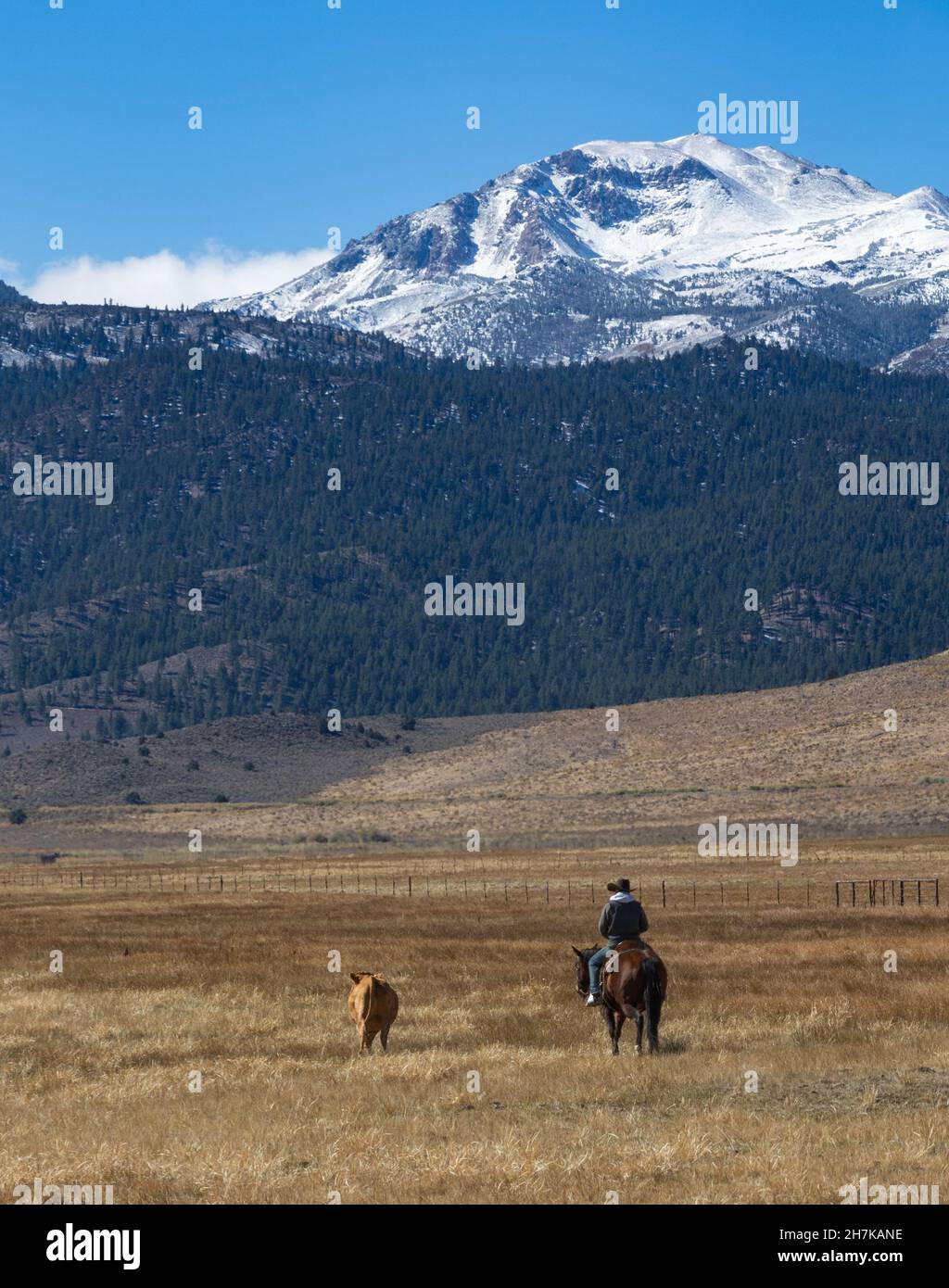 Cowboy herding cattle below snow covered mountains Stock Photo - Alamy
