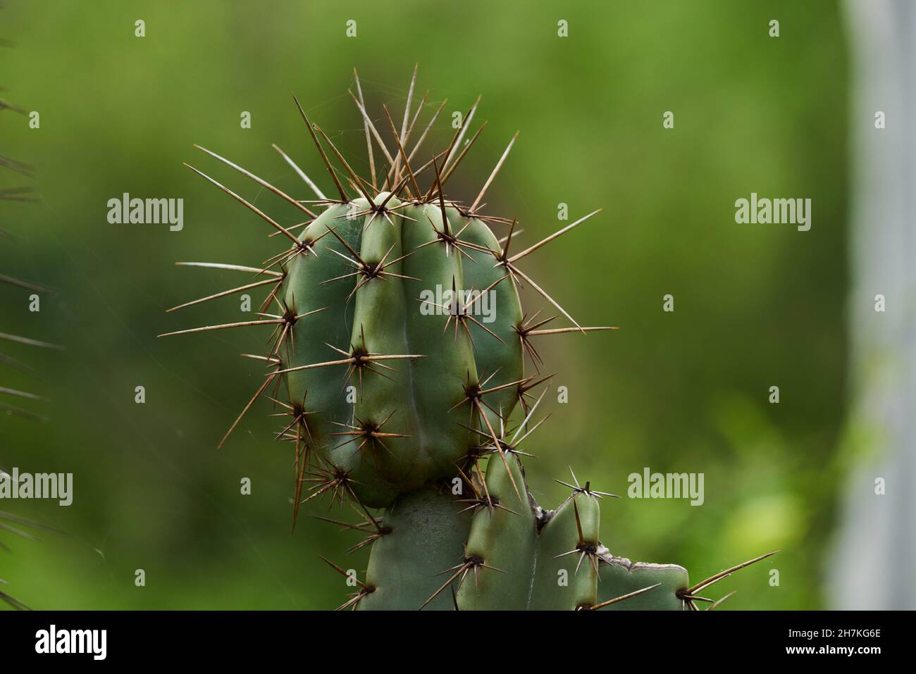 Decorative cactus from a botanical garden Stock Photo - Alamy