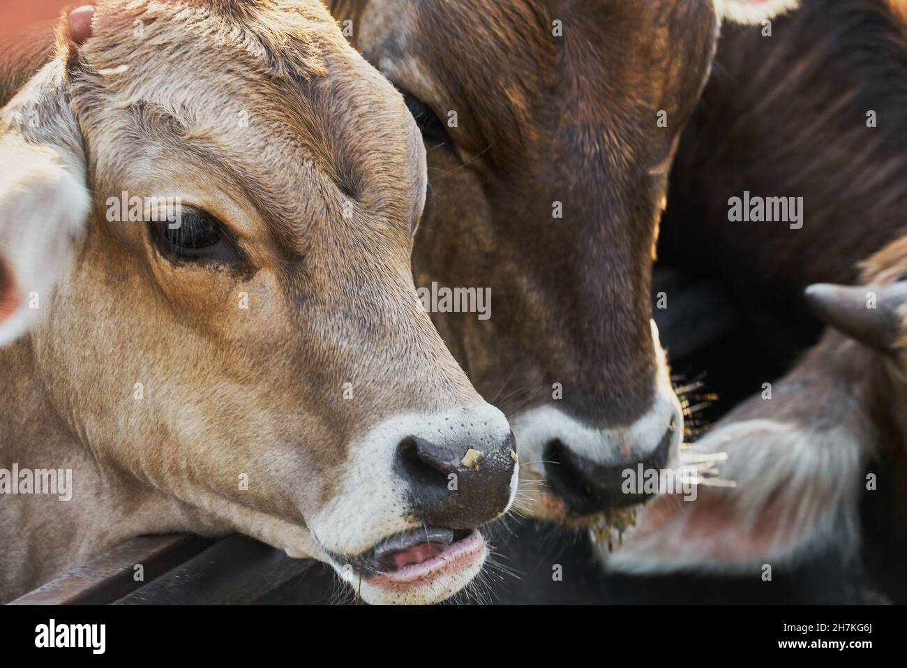 Retrato de una vaca joven comiendo en un pesebre en un rancho Stock ...