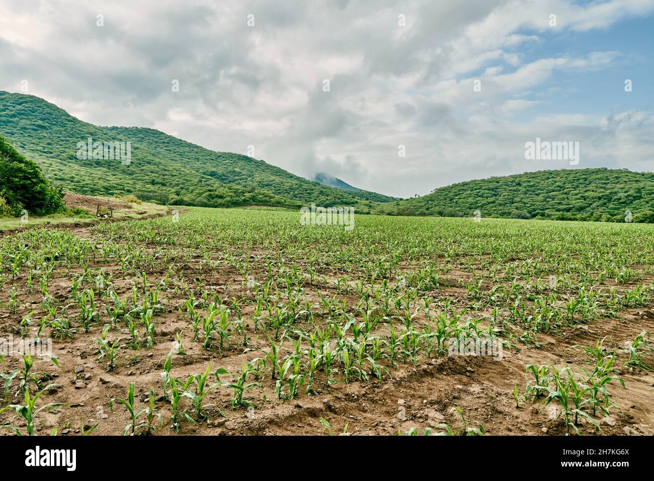 Landscape of a corn plantation to grow grain for biodegradable fuel ...