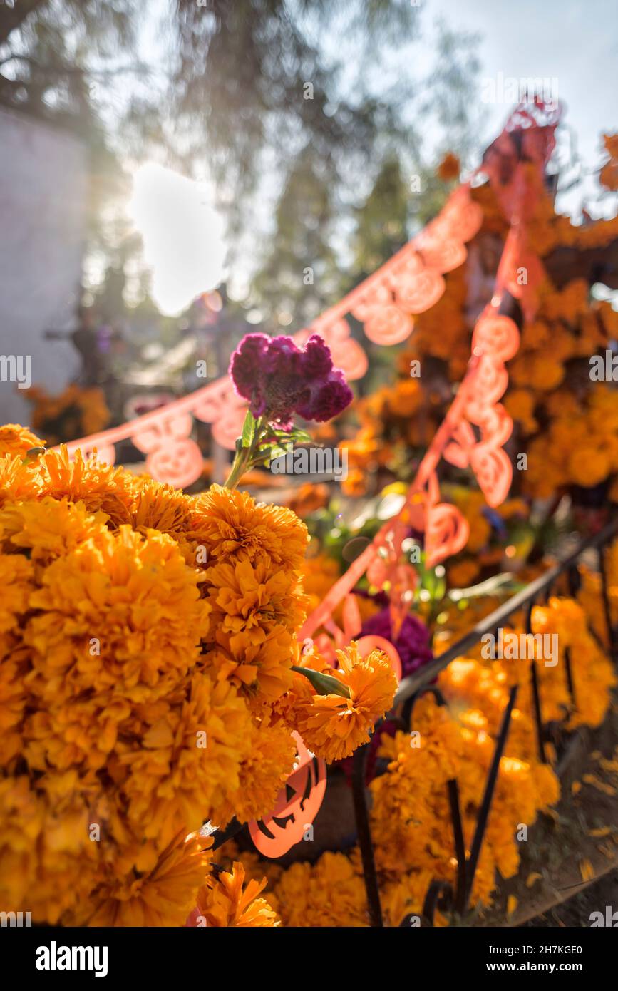 Cholula, Mexico; 11-02-2021 Close up of cempasuchil flowers adorning a ...