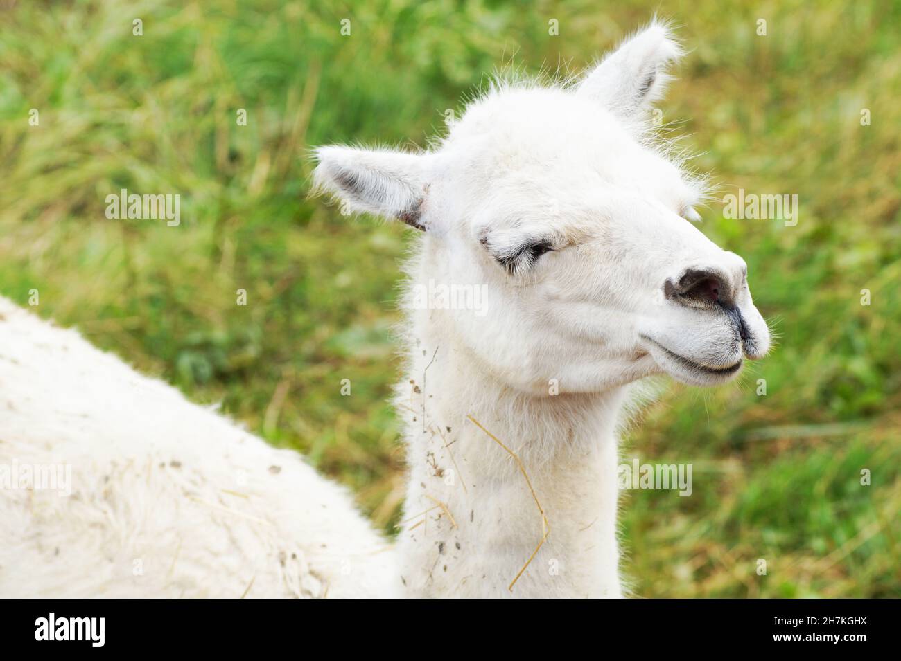 Alpaca at the zoo farm on a summer day Stock Photo - Alamy